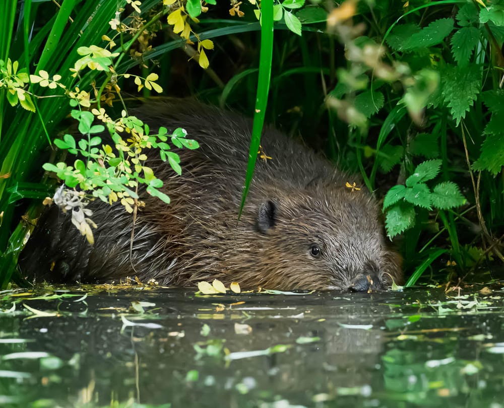 The beavers are coming